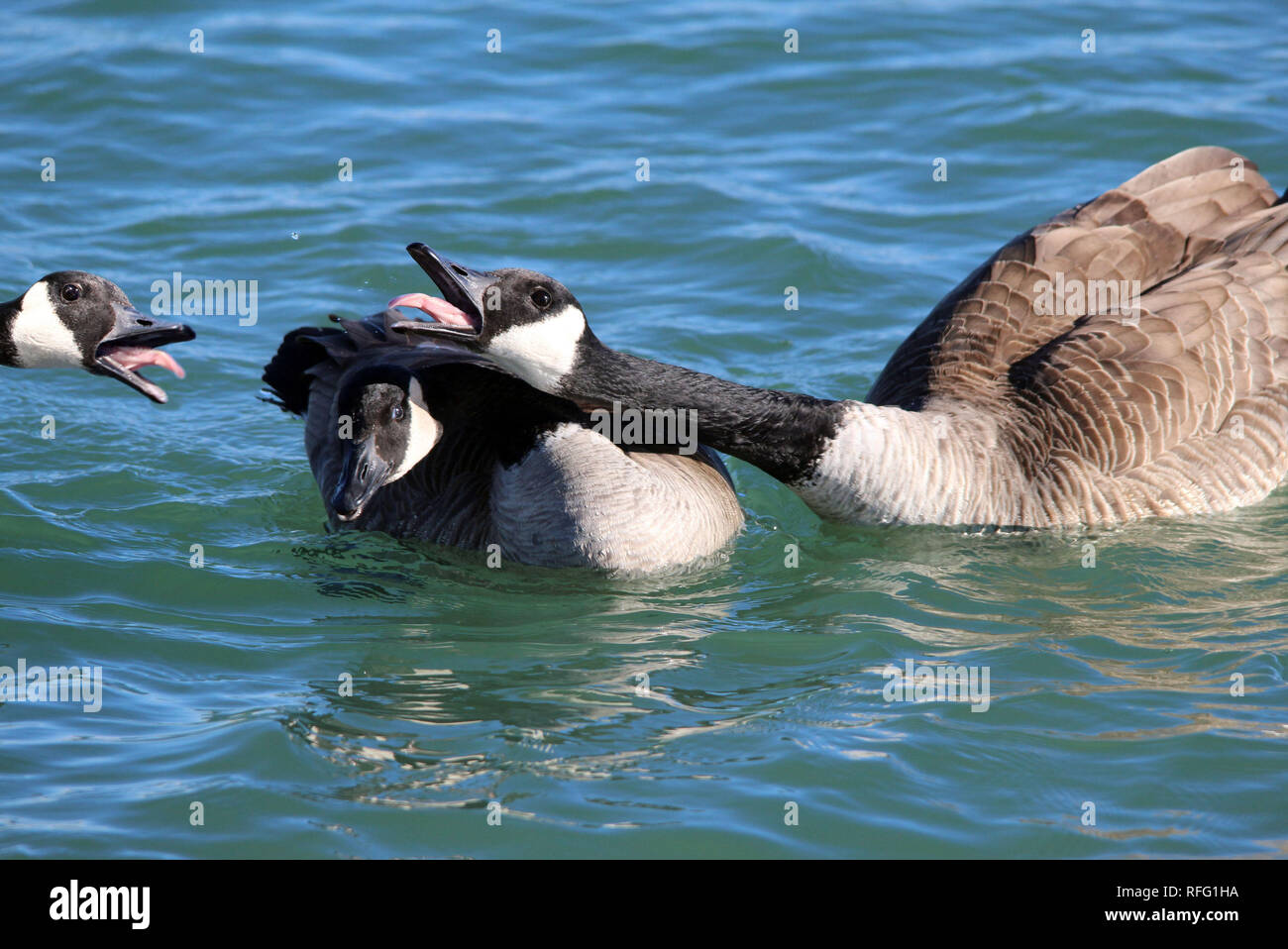 Threat display in breeding season hi-res stock photography and images ...