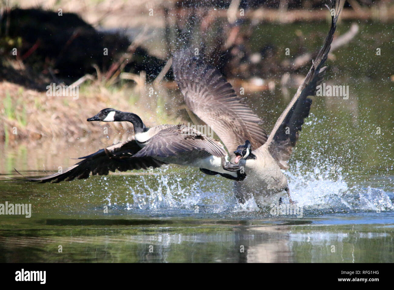 Disturbed area plants hi-res stock photography and images - Alamy
