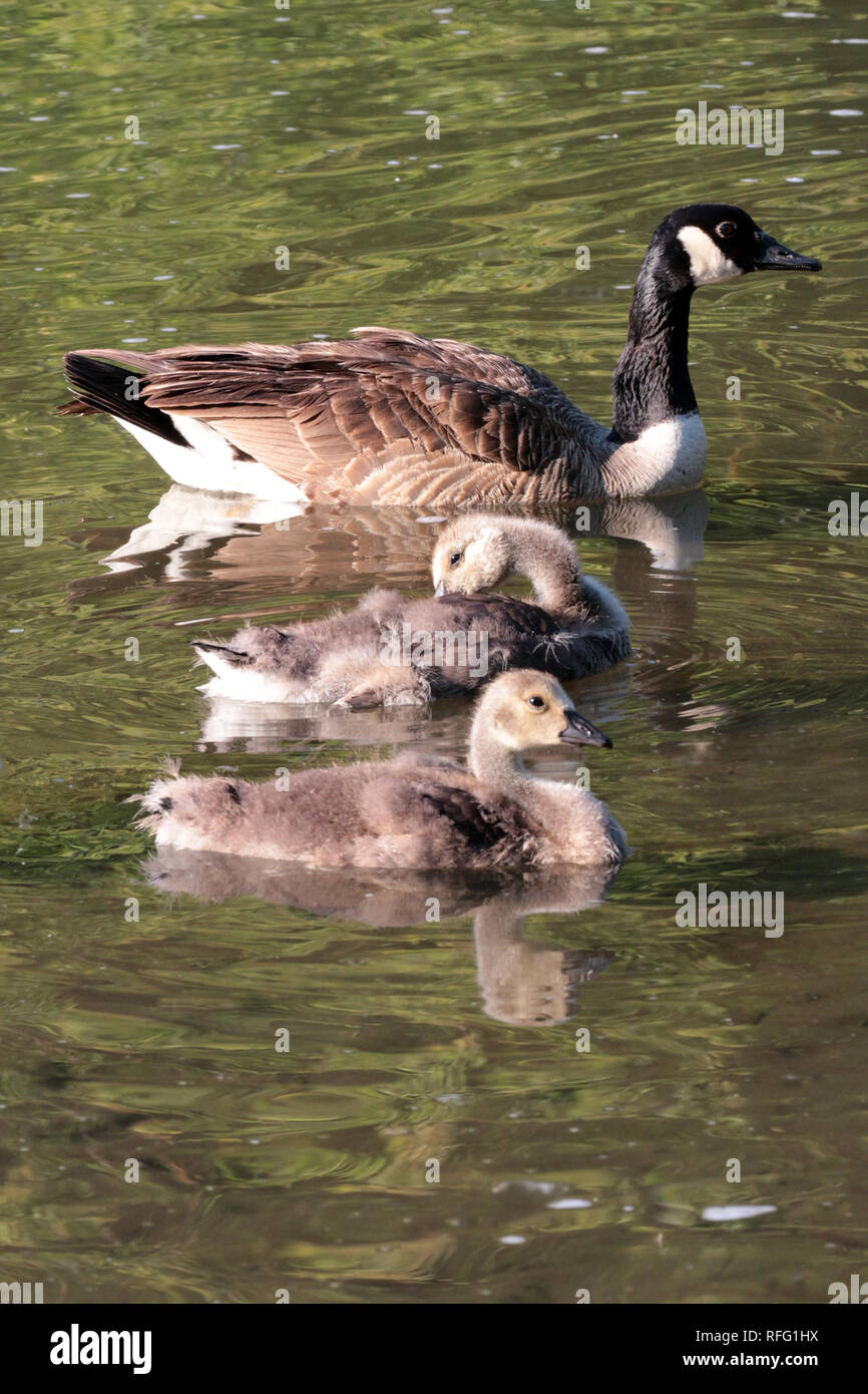 Eat underwater plants and vegetation hi-res stock photography and ...