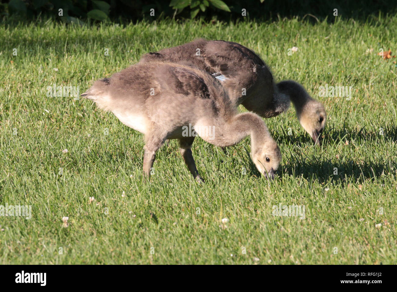 Chicks eat corn hi-res stock photography and images - Alamy