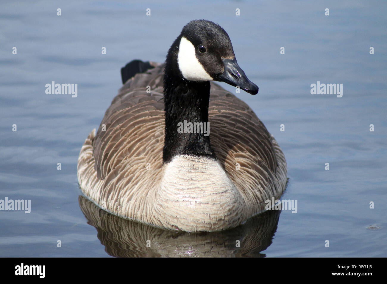 Underwater farm plants hi-res stock photography and images - Alamy