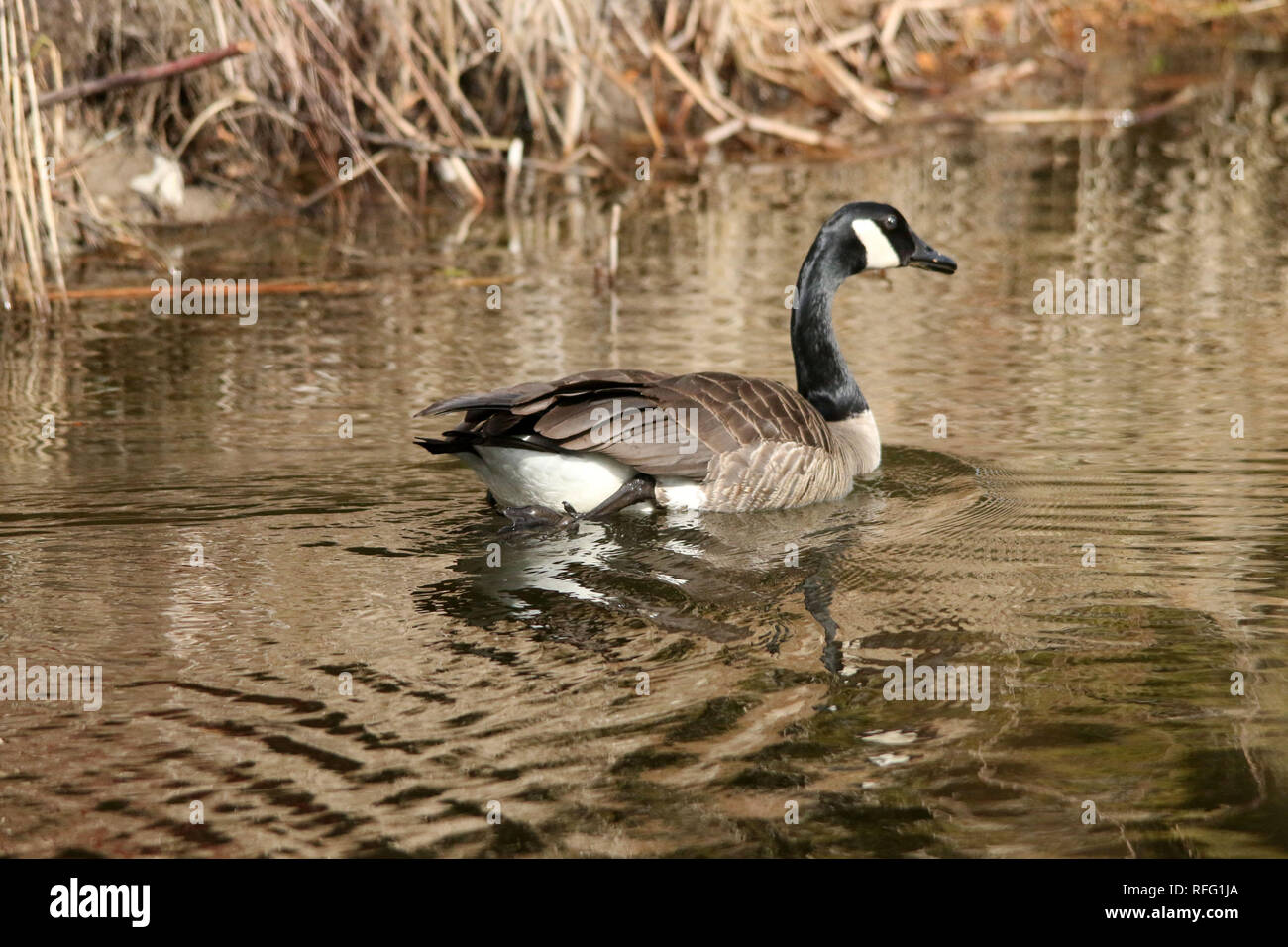 Canada Geese swimming on lake Stock Photo - Alamy