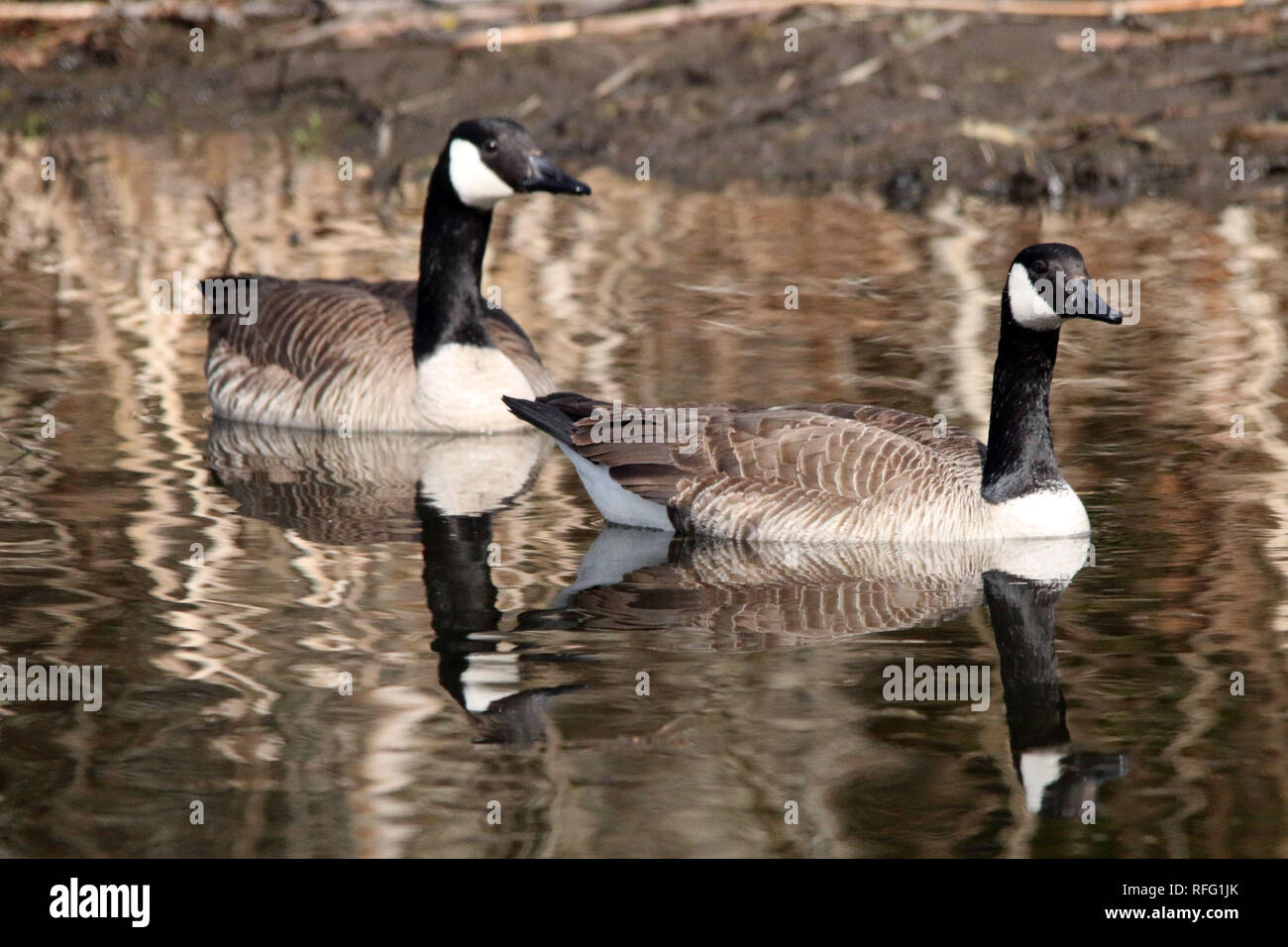 Canada Geese swimming on lake Stock Photo - Alamy