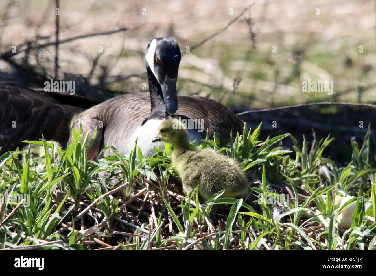 Canada geese graze on green hi-res stock photography and images - Alamy