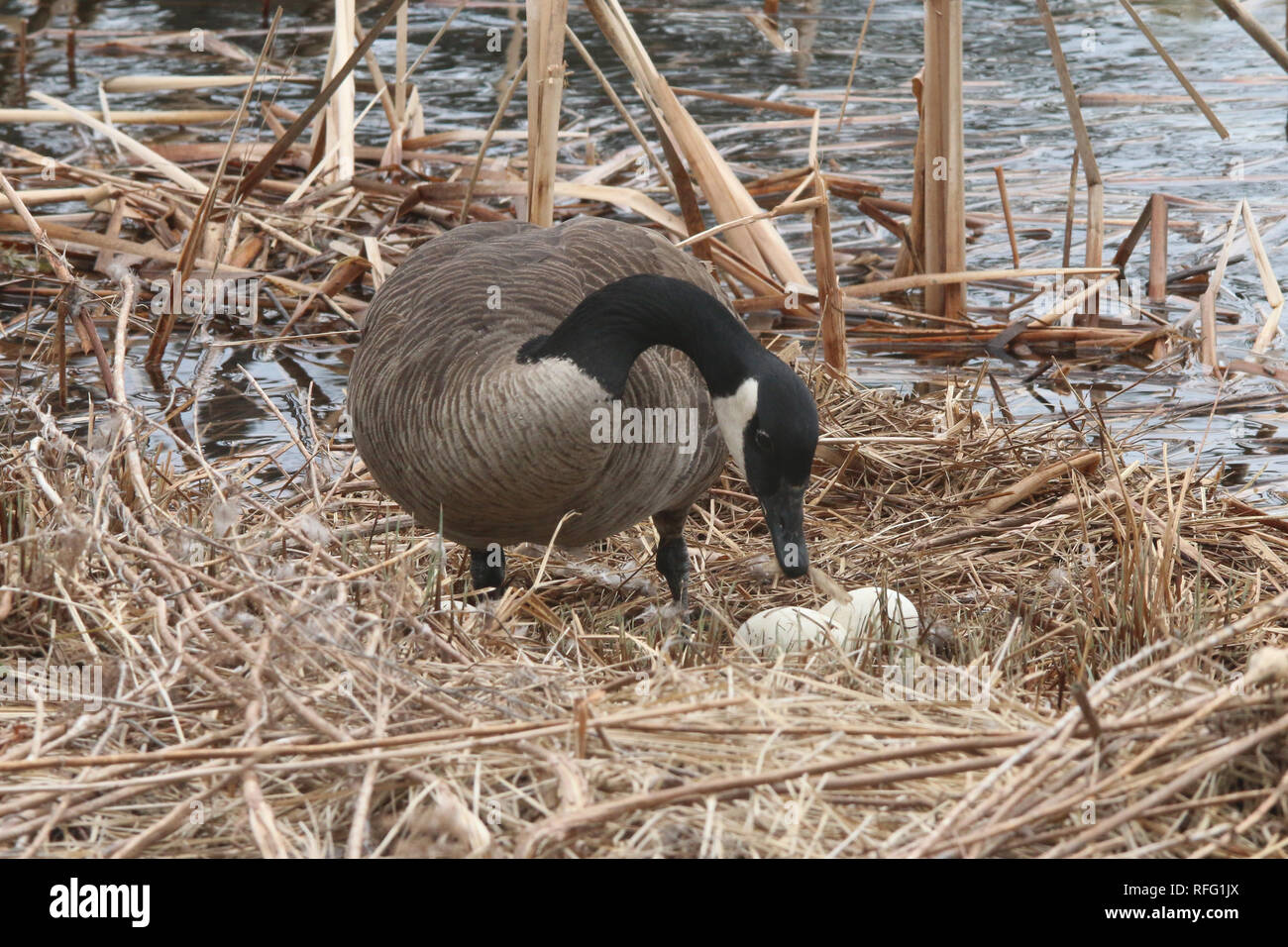 Goose feet underwater hi-res stock photography and images - Alamy