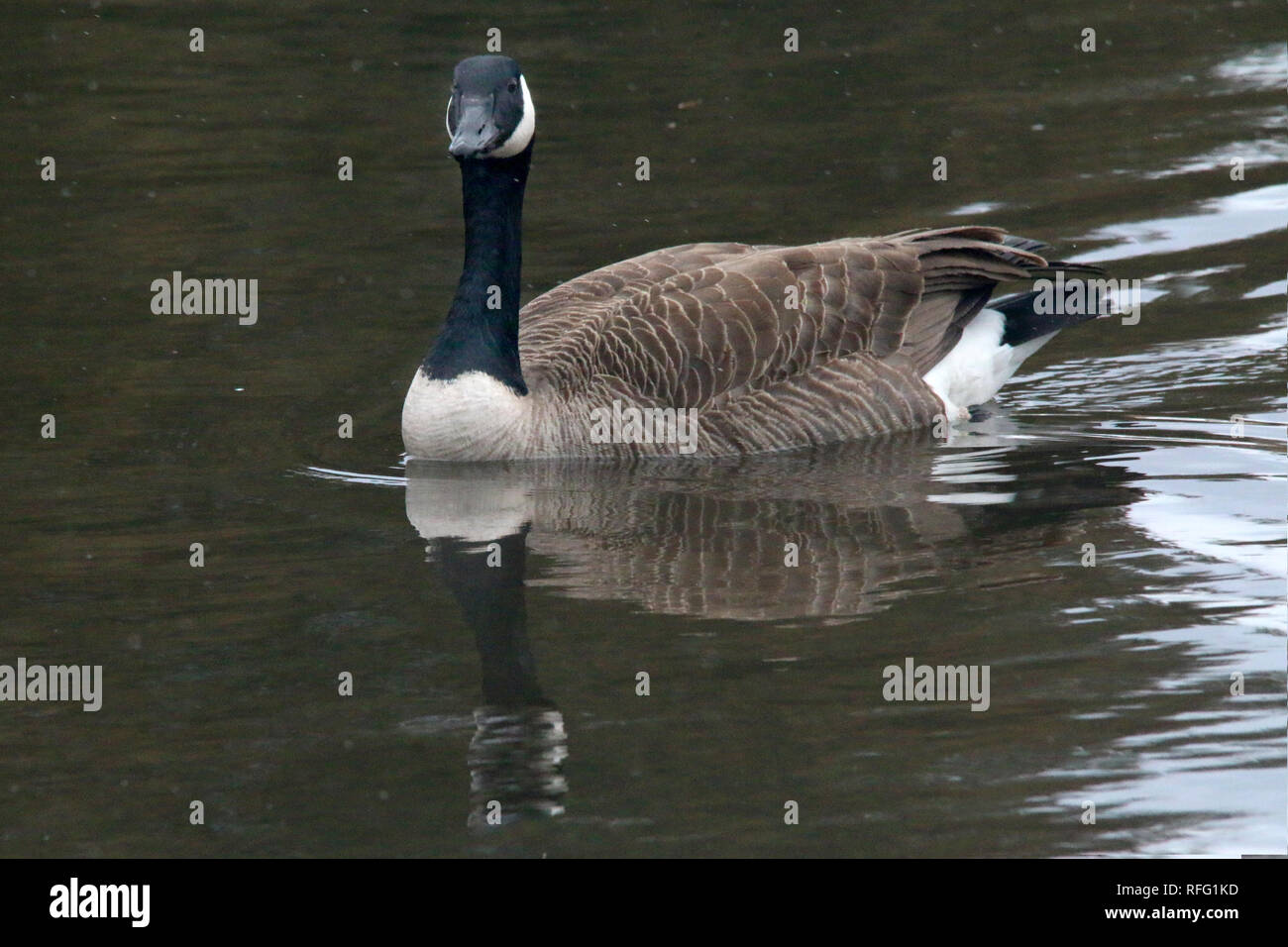 Canada goose on rippled water hi-res stock photography and images - Alamy