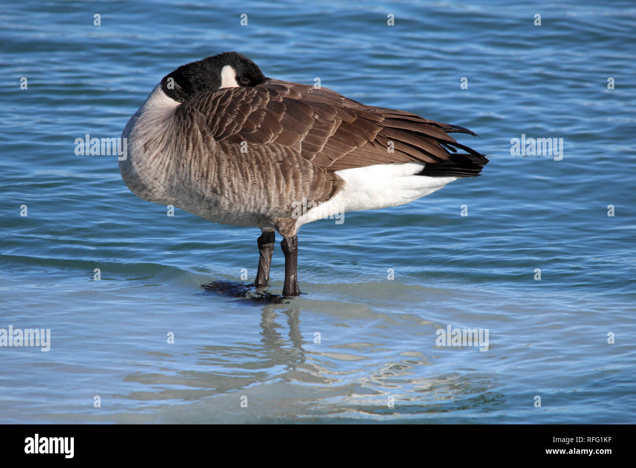 Goose feet underwater hi-res stock photography and images - Alamy
