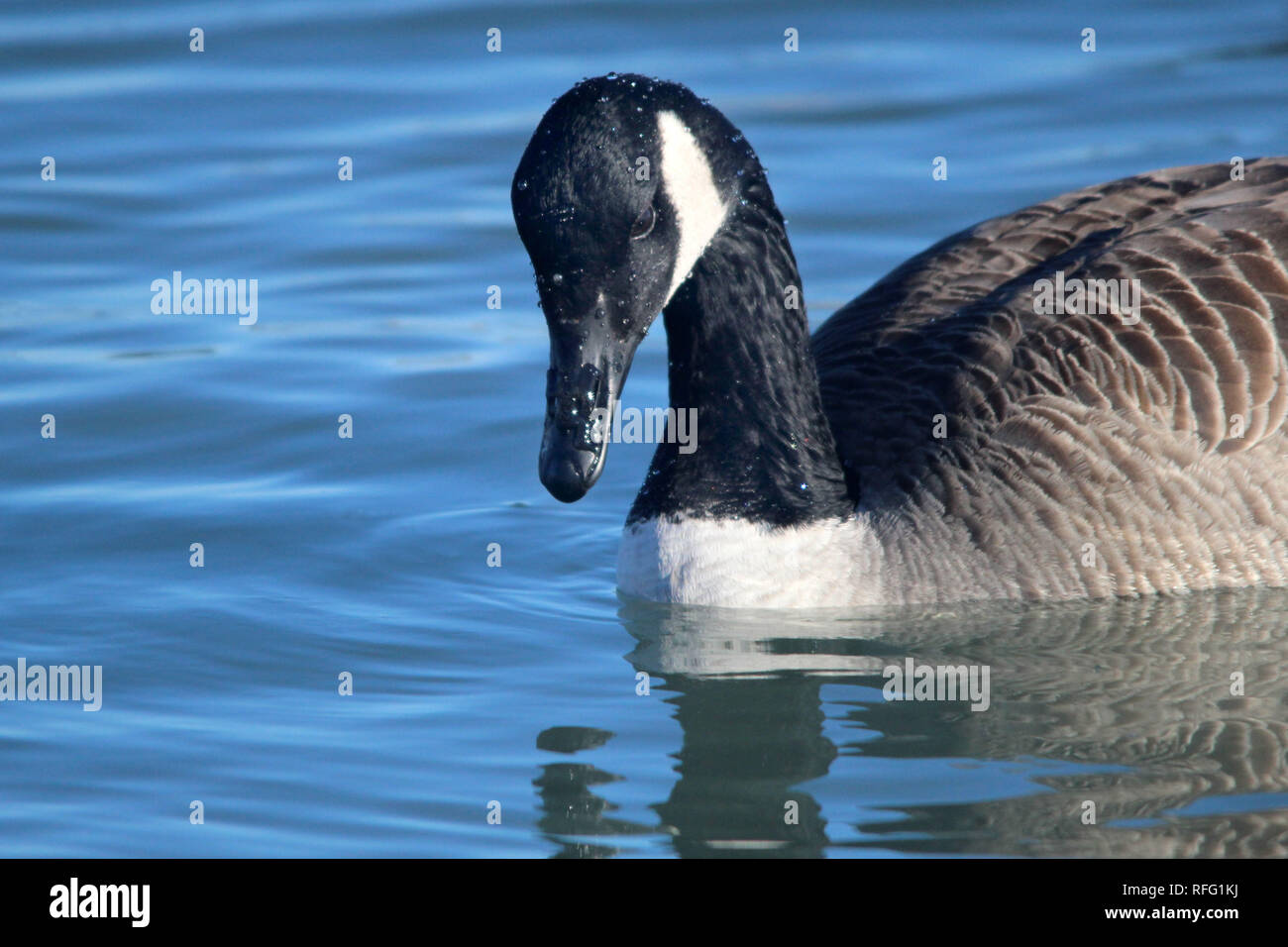 Underwater farm plants hi-res stock photography and images - Alamy