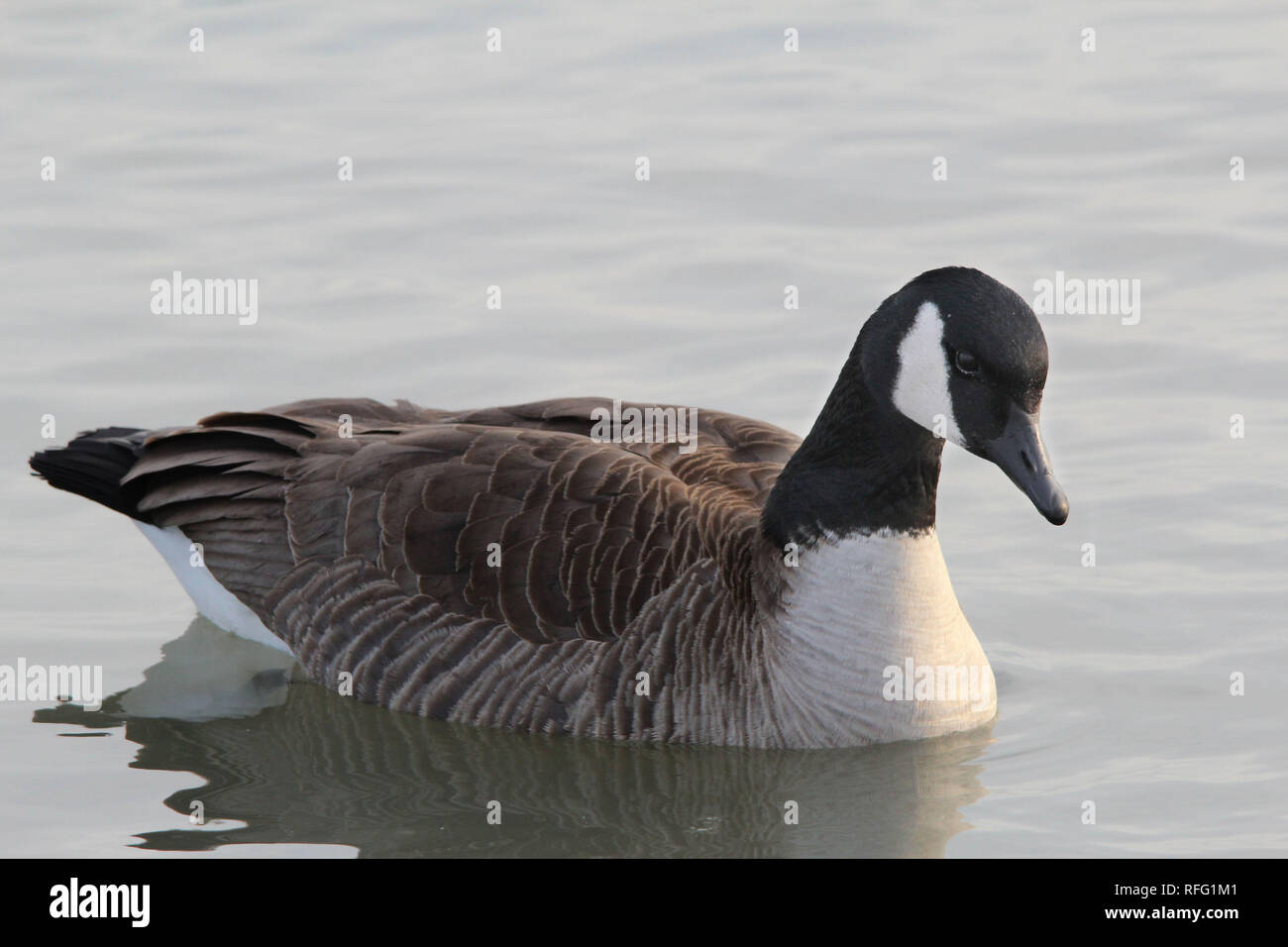 Canada Geese swimming on lake Stock Photo - Alamy