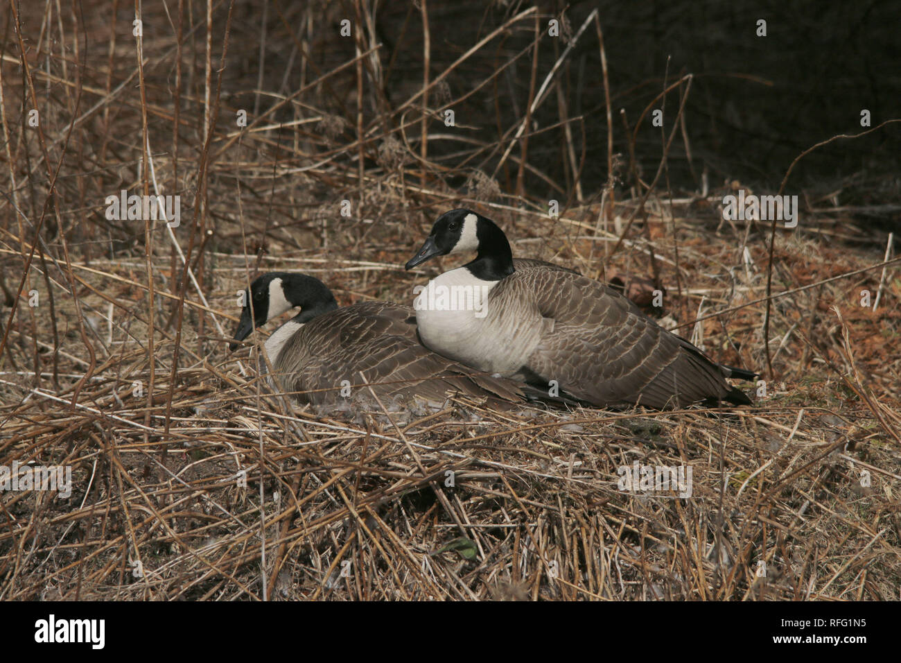 Webbed stems hi-res stock photography and images - Alamy