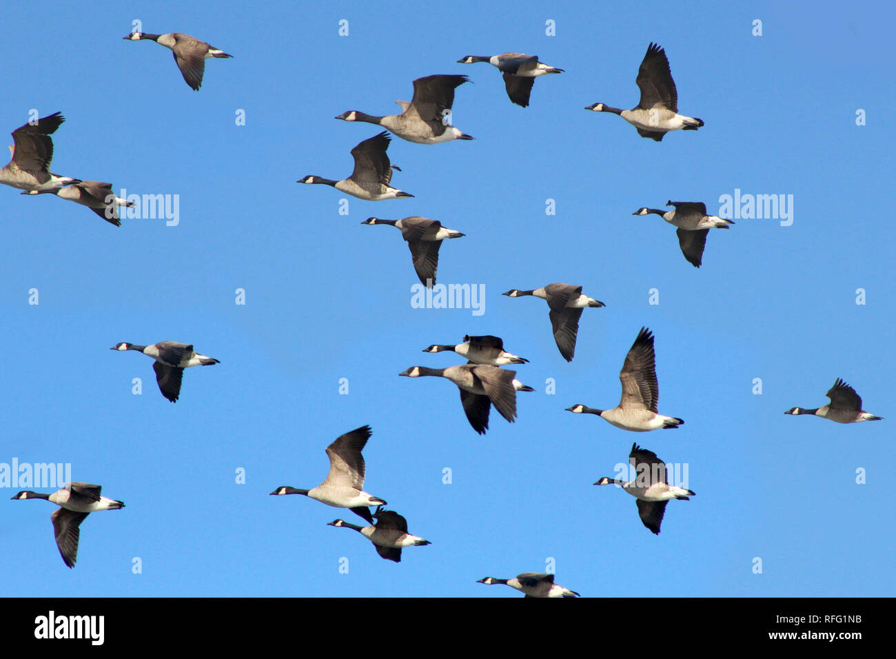 Flock domestic geese eat corn hi-res stock photography and images - Alamy