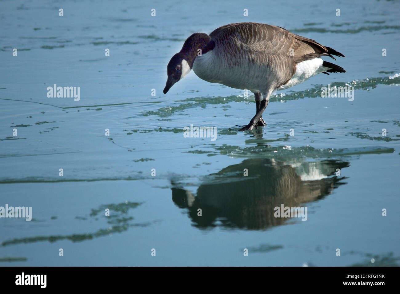 Goose feet underwater hi-res stock photography and images - Alamy