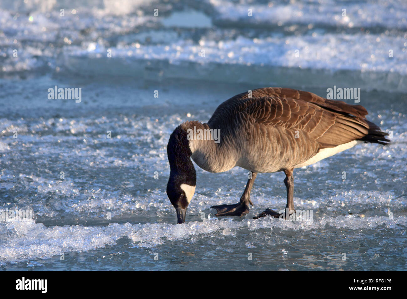 Goose Feet Underwater High Resolution Stock Photography and Images - Alamy
