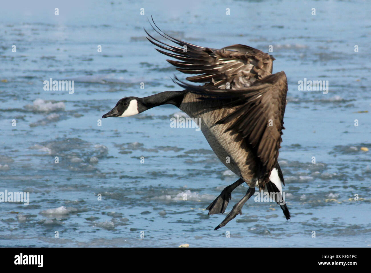 Goose feet underwater hi-res stock photography and images - Alamy