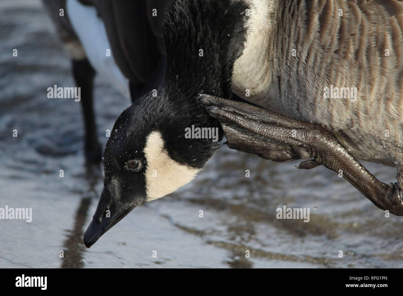 Canada goose foot closeup hi-res stock photography and images - Alamy