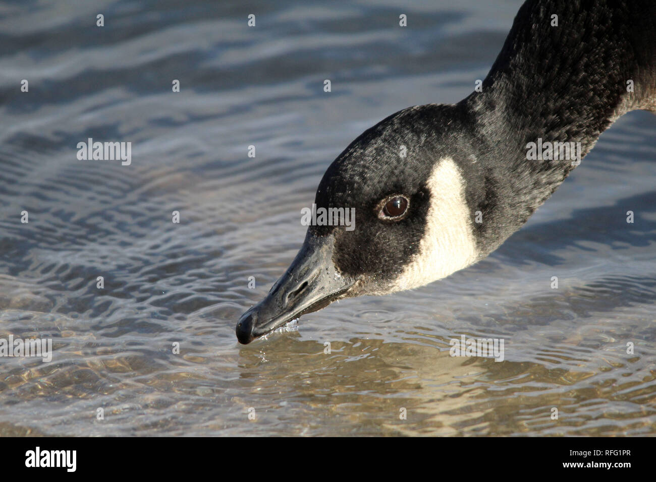 Goose feet underwater hi-res stock photography and images - Alamy