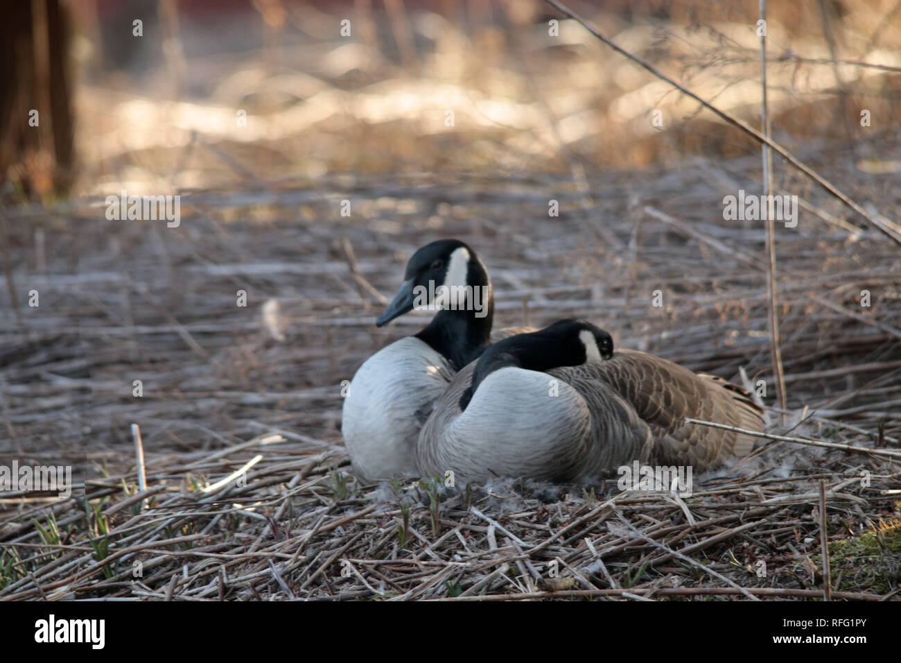 Canada Goose Nesting Stock Photo - Alamy