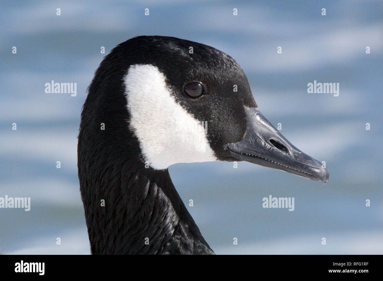 Goose feet underwater hi-res stock photography and images - Alamy