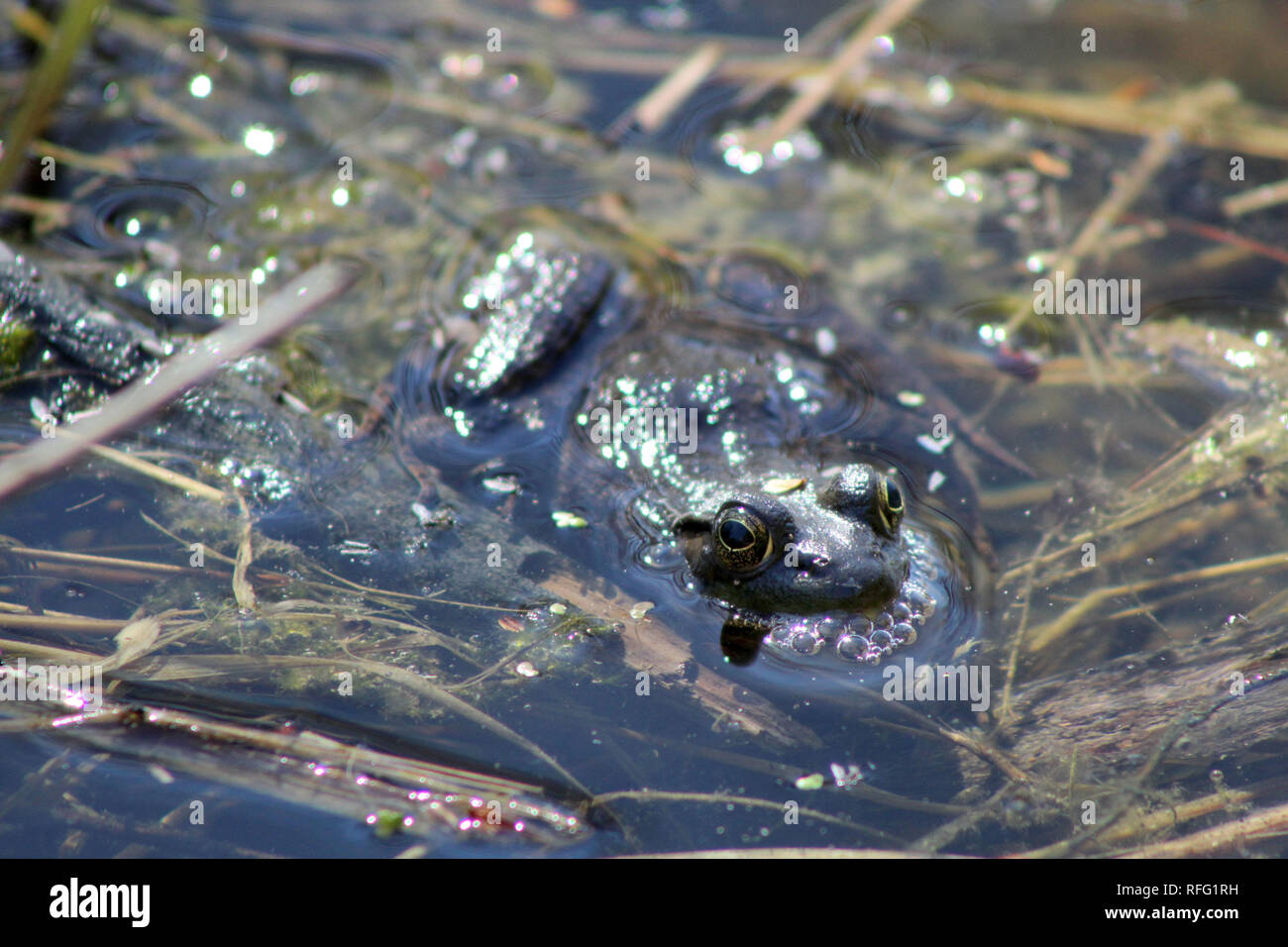 Mating marsh frogs hi-res stock photography and images - Alamy