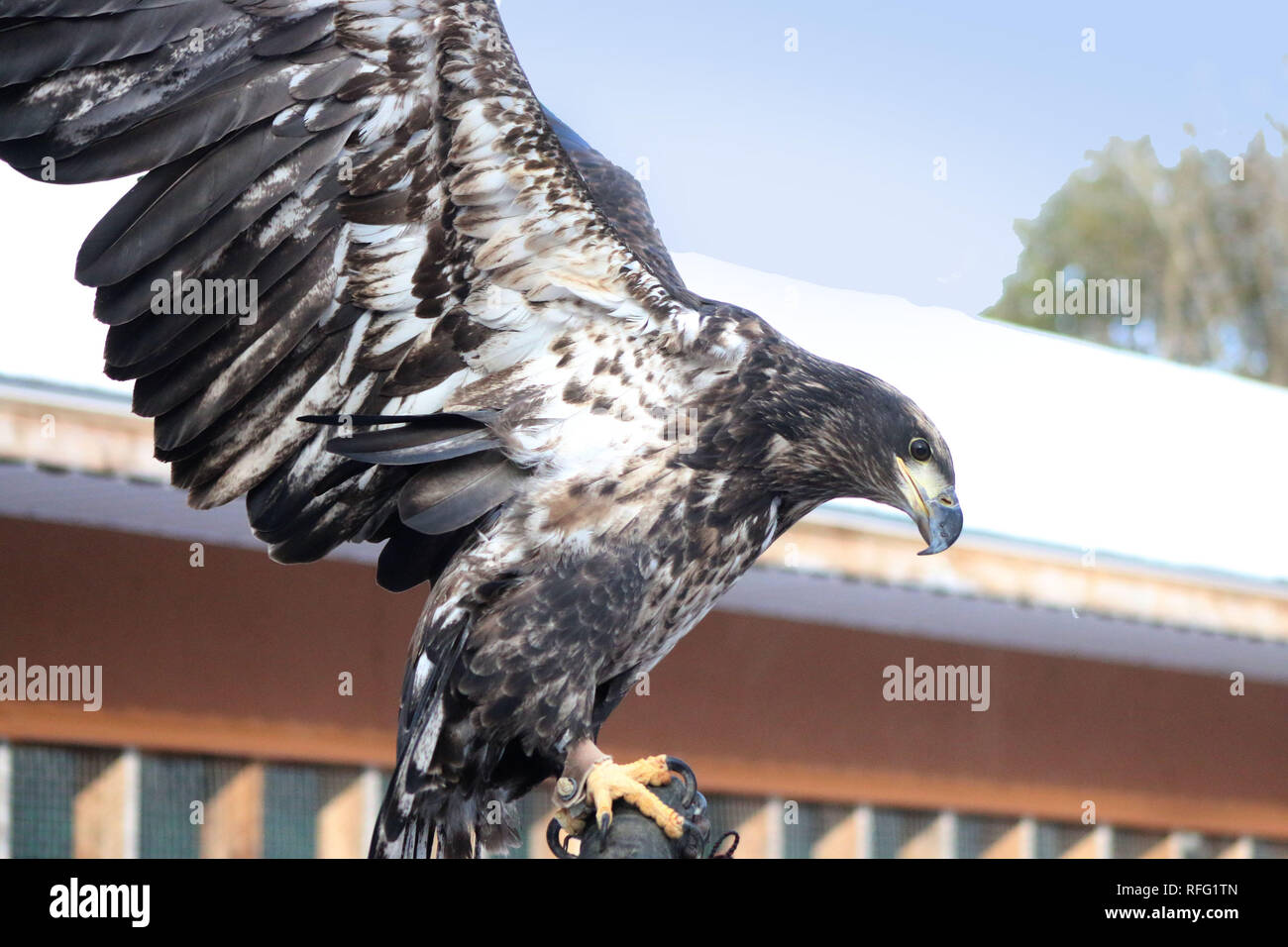 Bald Eagle juvenile flapping at raptor show Stock Photo - Alamy