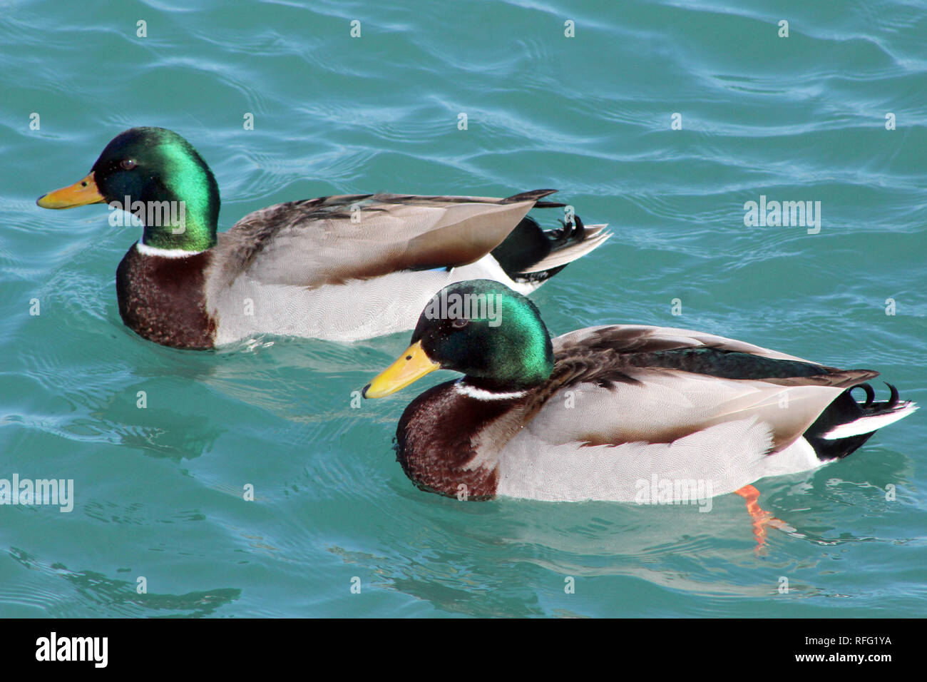 Mallard ducks on Lake Ontario winter lake Stock Photo - Alamy