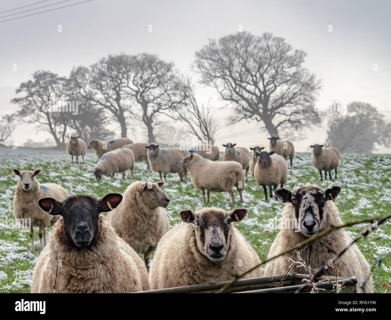 Sheep lined up for a photograph (feeding), Staffordshire Moorlands, UK ...