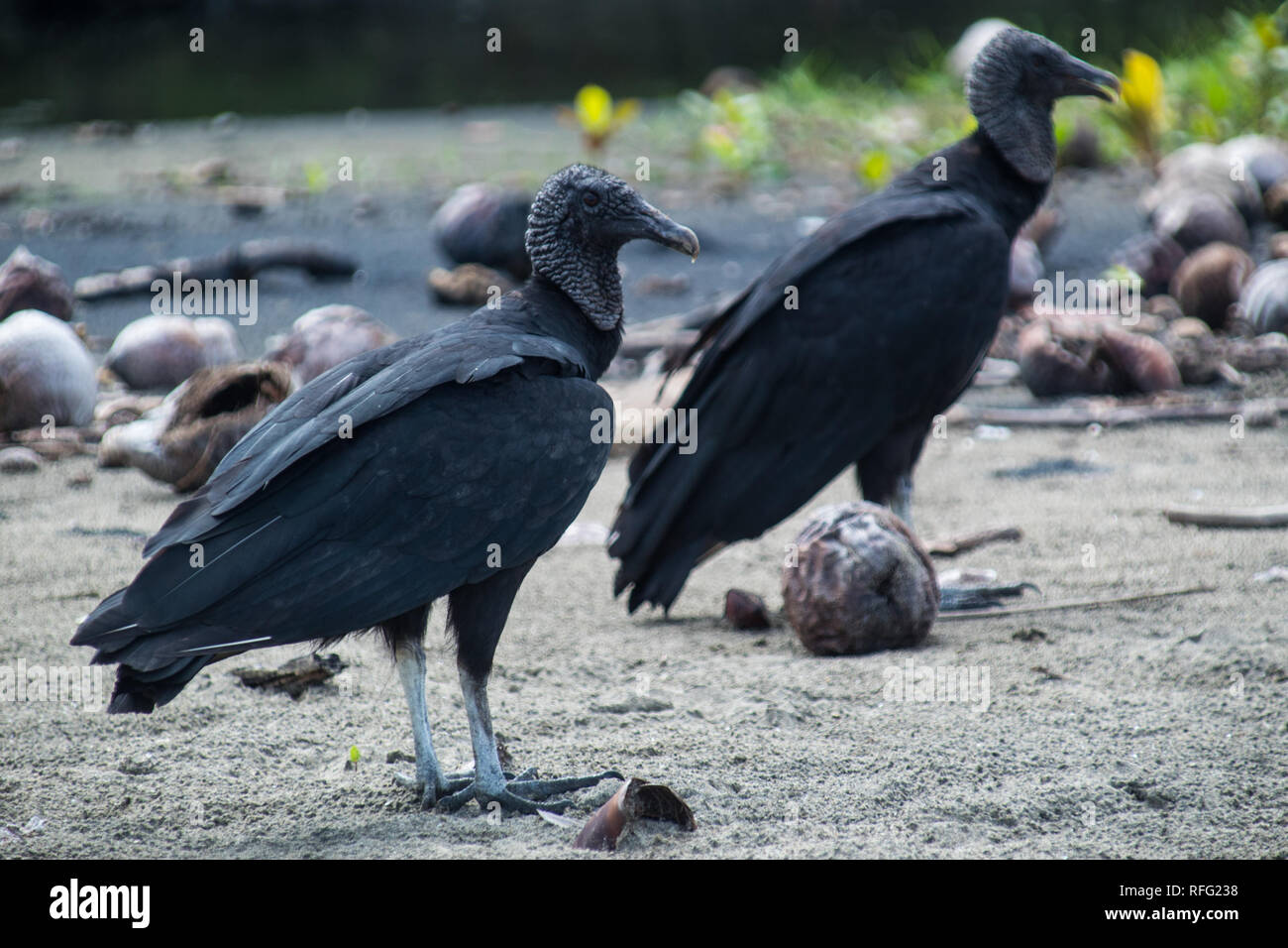 A portrait of two American black vultures (Coragyps atratus) at a ...
