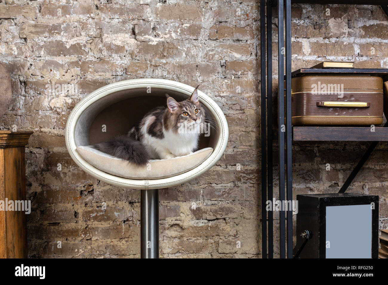 Pretty cat in interior Stock Photo - Alamy
