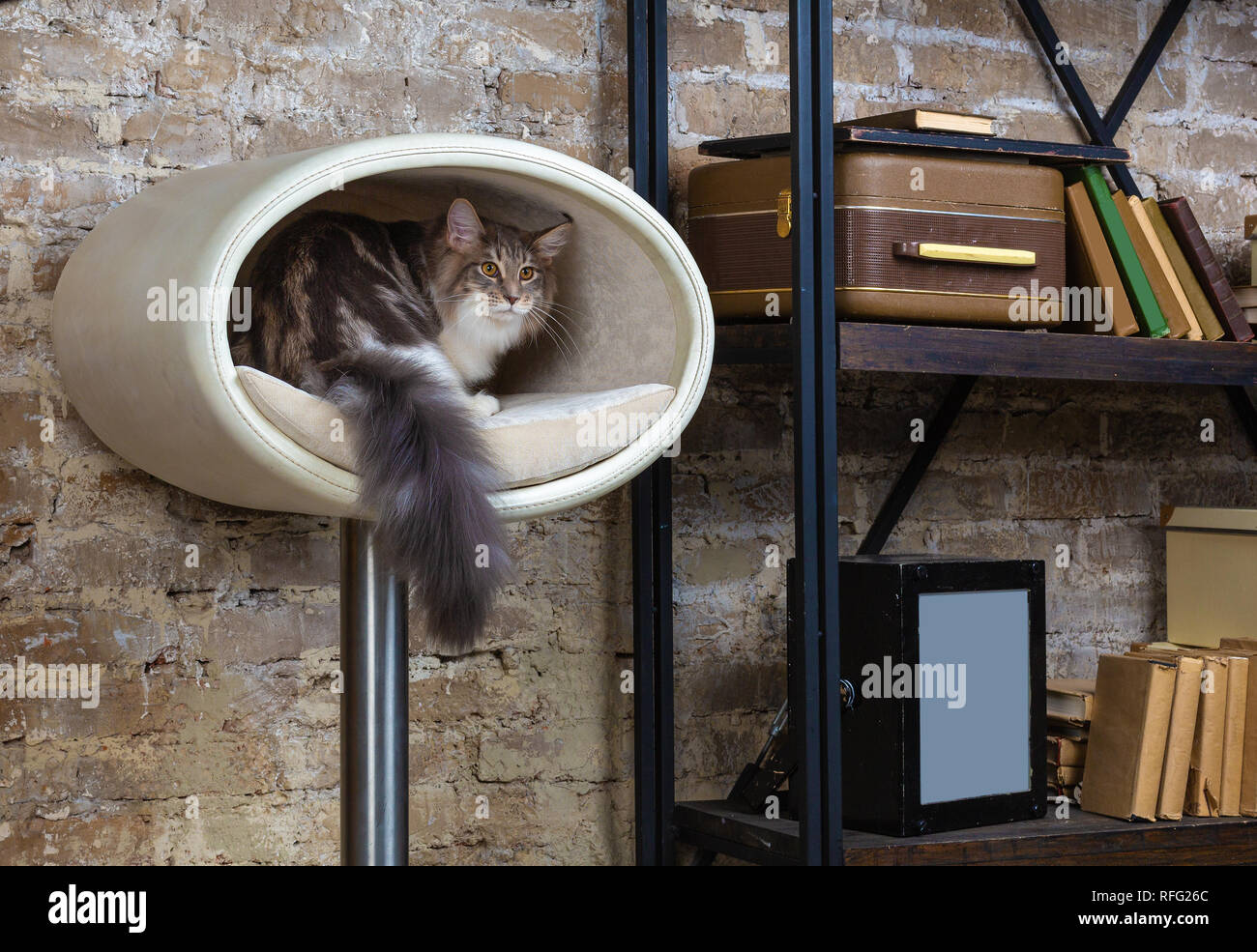 Pretty cat in interior Stock Photo - Alamy