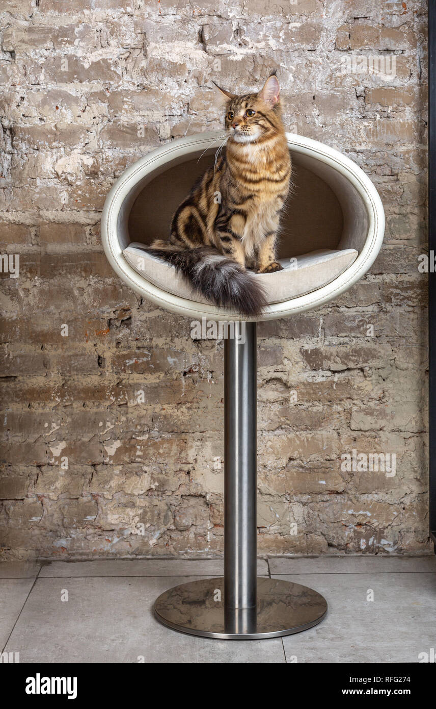 Pretty cat in interior Stock Photo - Alamy
