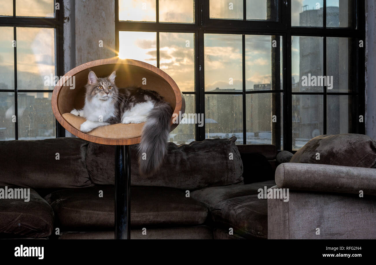 Pretty cat in interior Stock Photo - Alamy