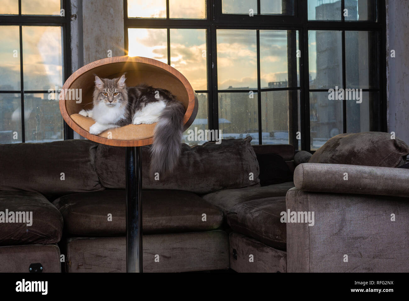 Pretty cat in interior Stock Photo - Alamy