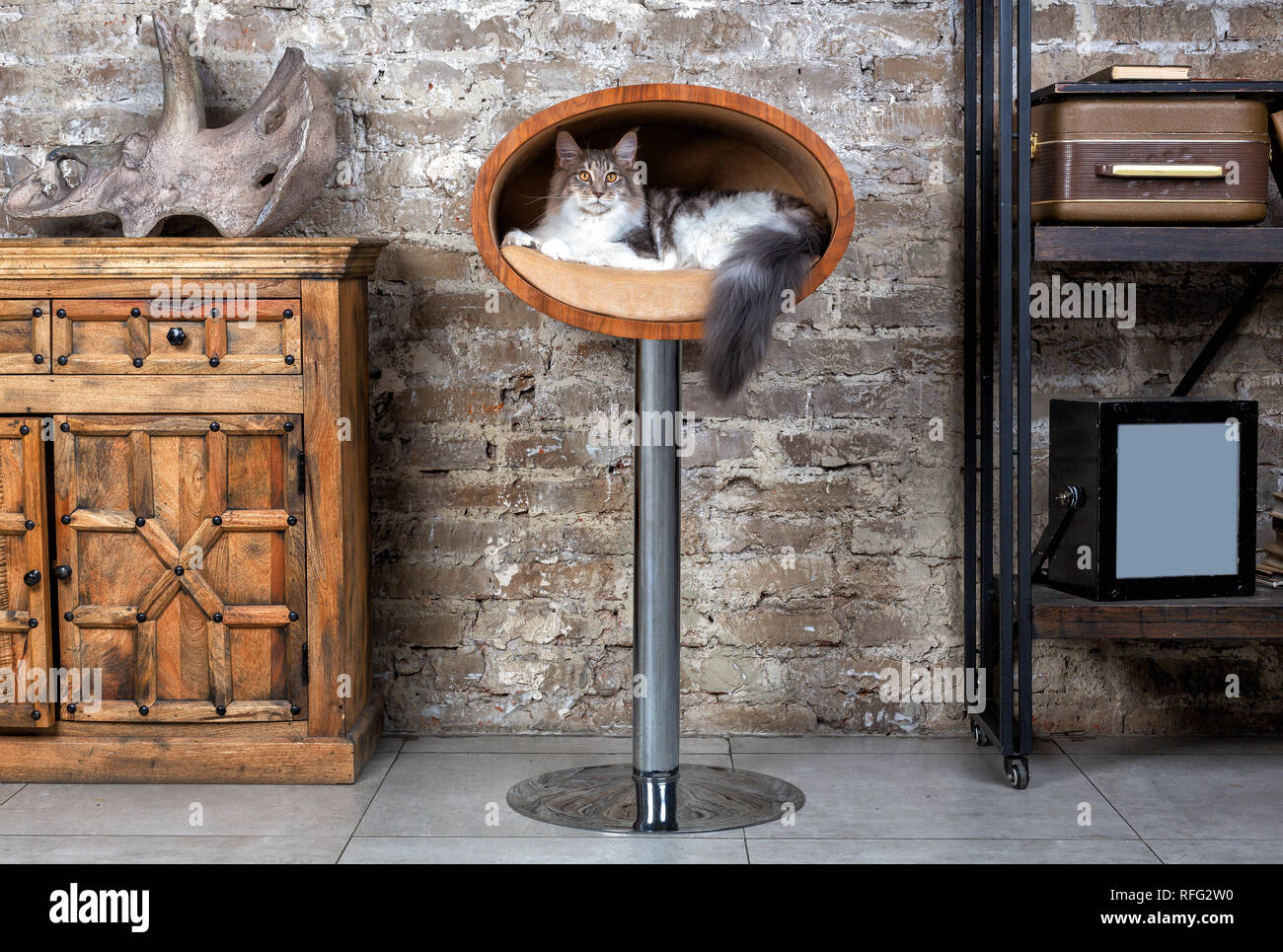 Pretty cat in interior Stock Photo - Alamy