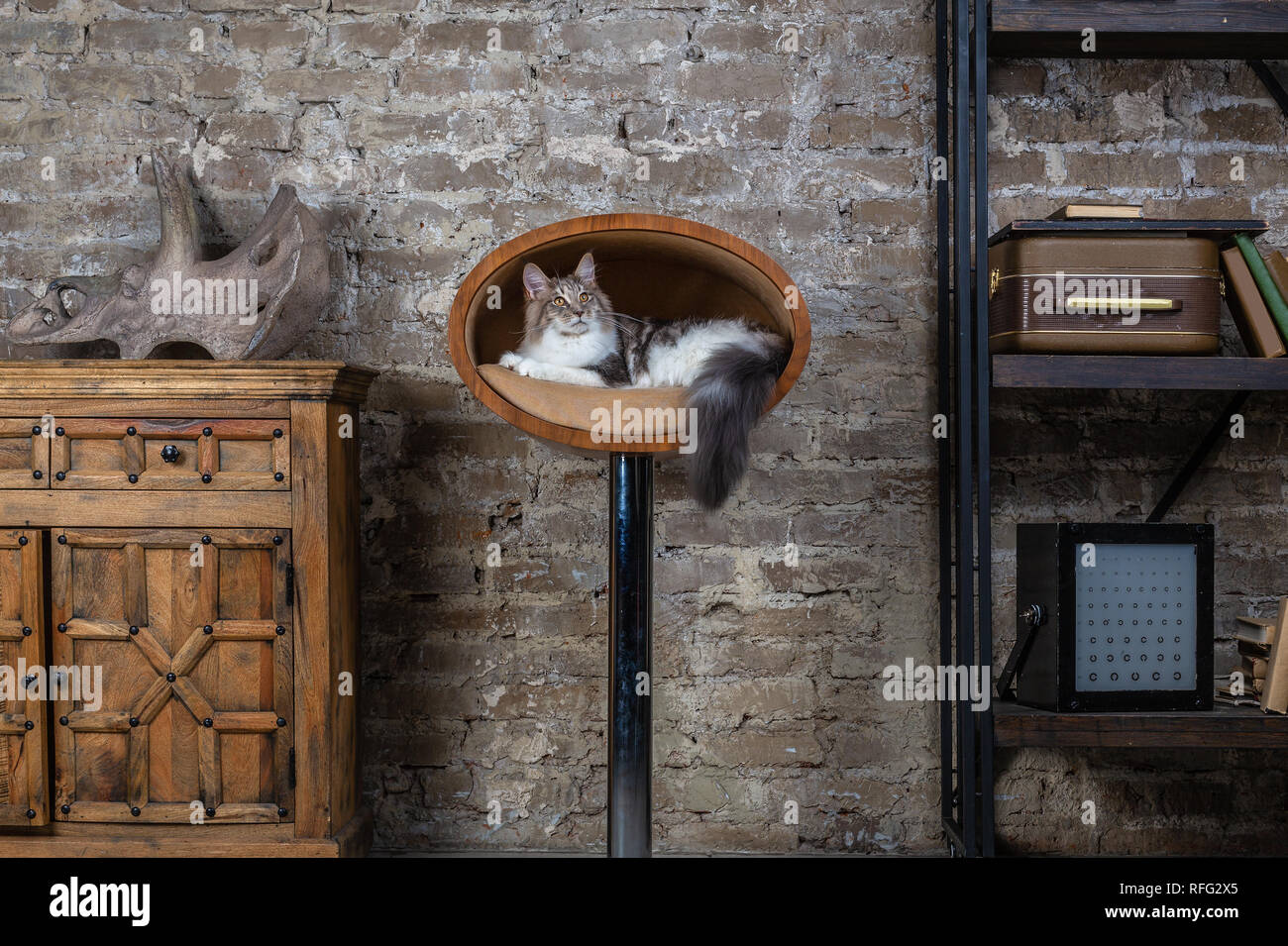 Pretty cat in interior Stock Photo - Alamy