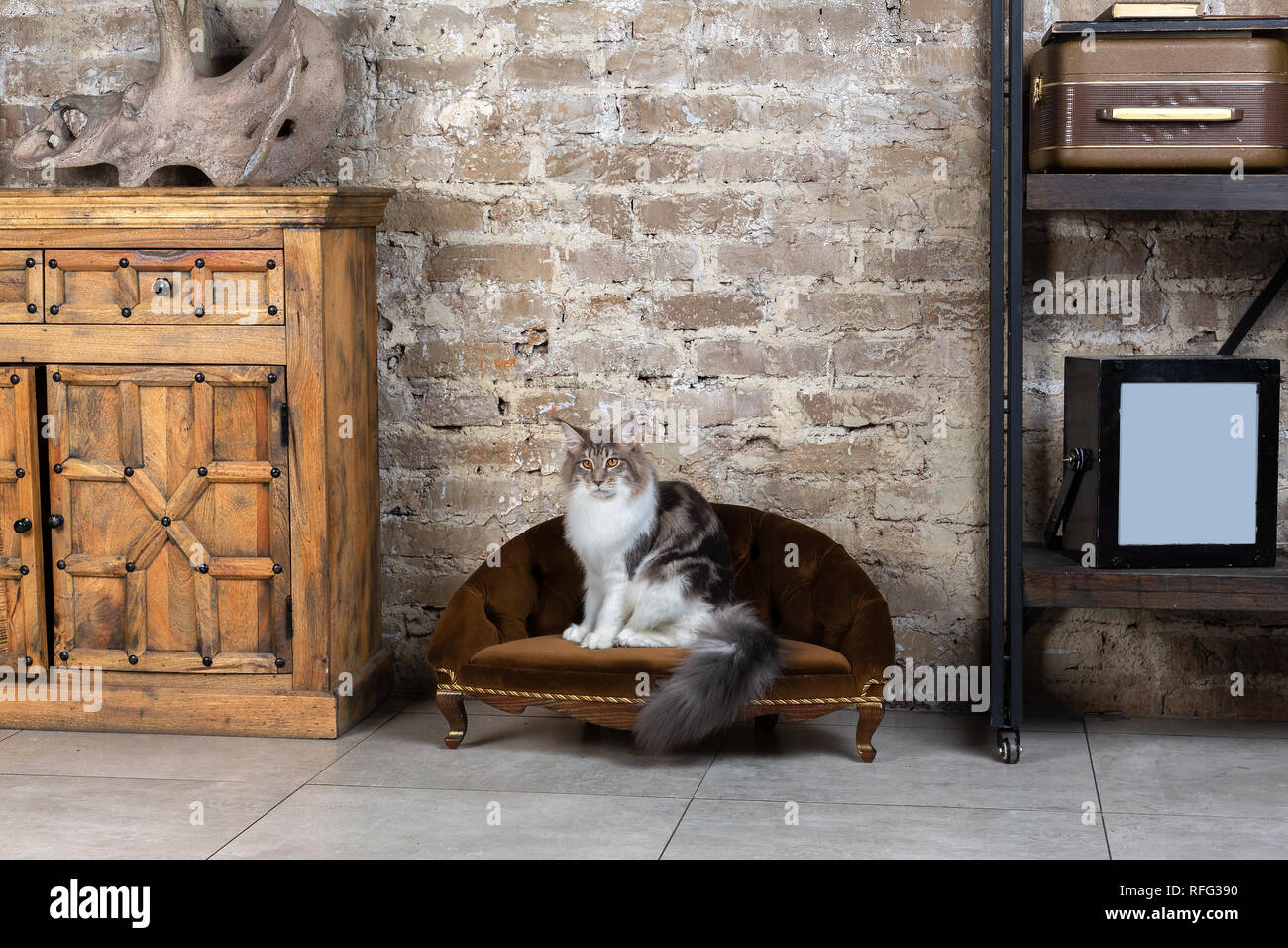 Pretty cat in interior Stock Photo - Alamy