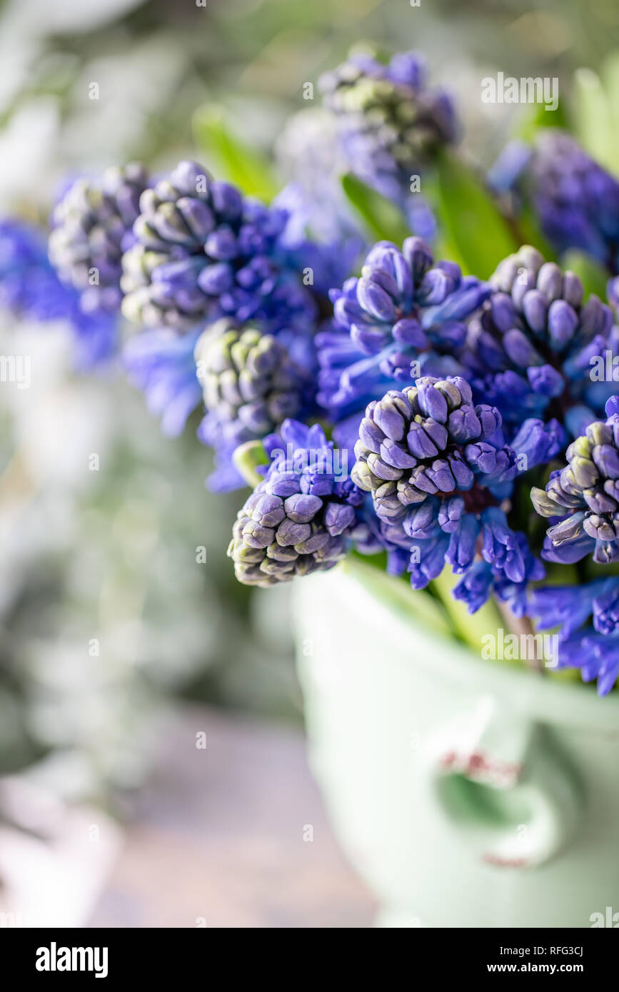 Bouquets of blue hyacinths. Spring flowers from Dutch gardener. Concept ...