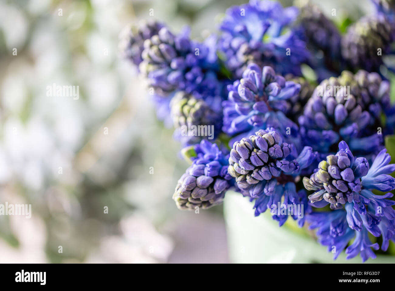 Bouquets of blue hyacinths. Spring flowers from Dutch gardener. Concept ...