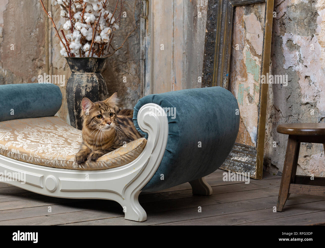 Pretty cat in interior Stock Photo - Alamy