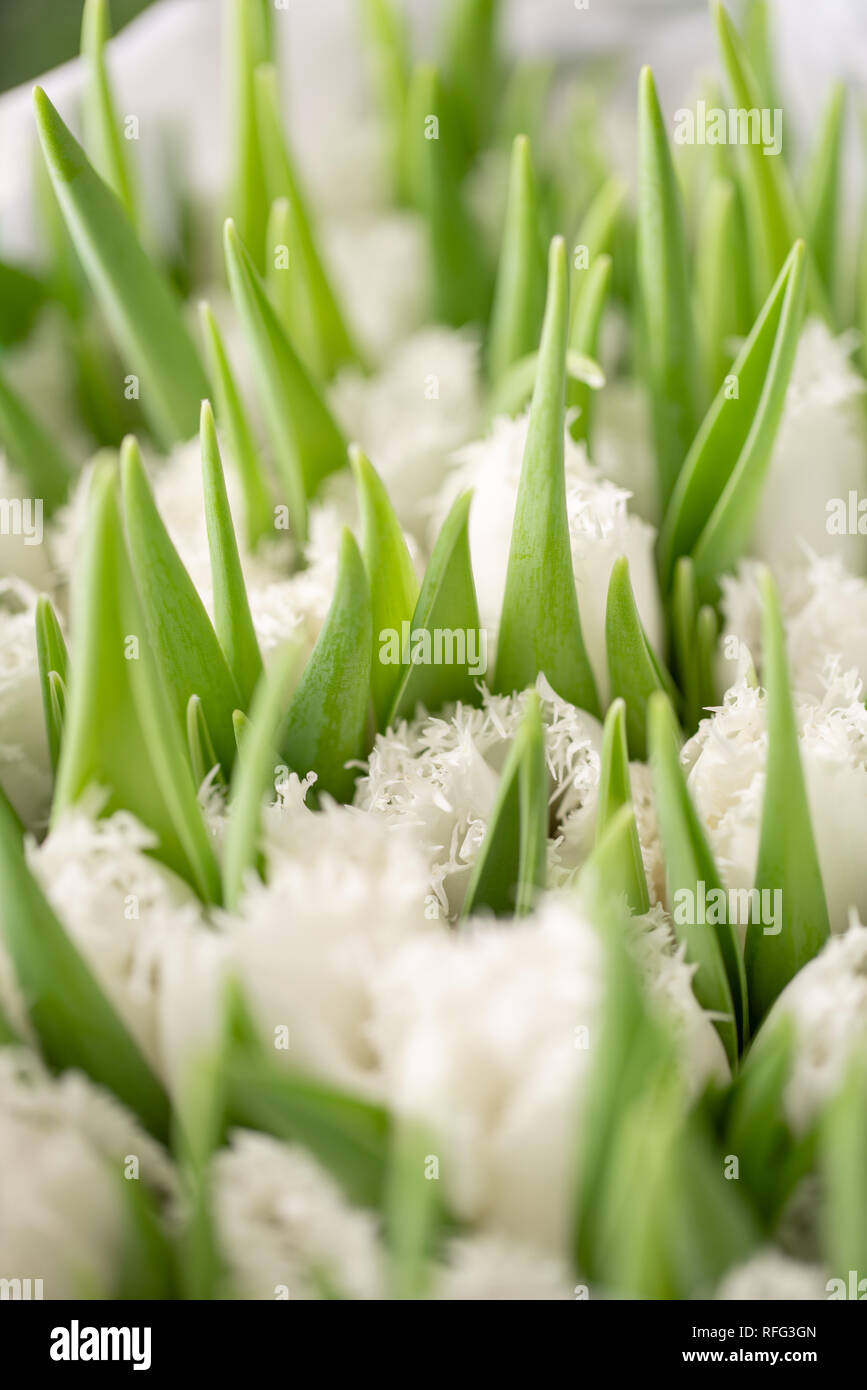 Bouquets of white tulips. Spring flowers from Dutch gardener. Concept ...