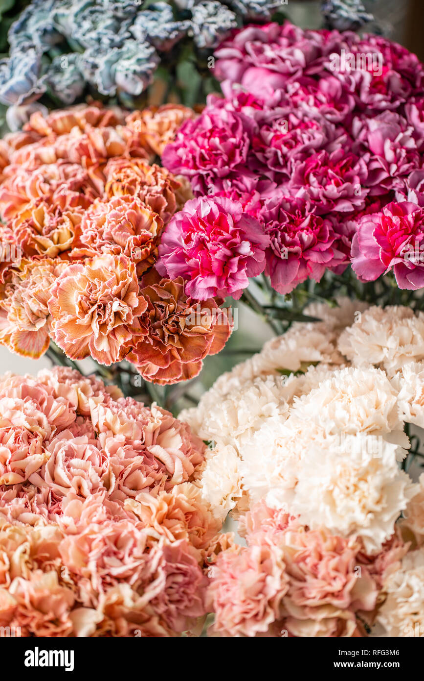 Carnation varieties hi-res stock photography and images - Alamy