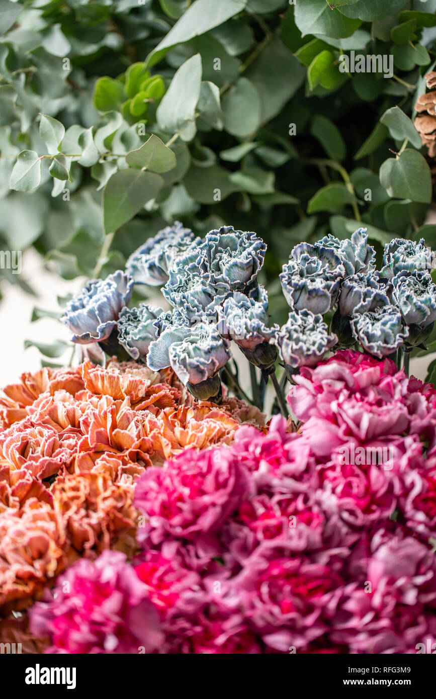 Carnation varieties hi-res stock photography and images - Alamy