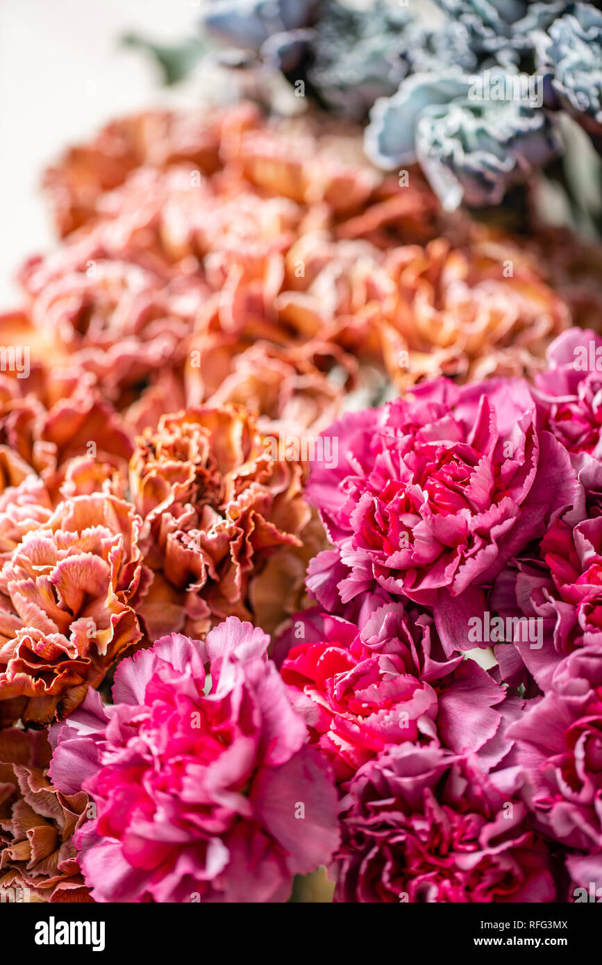 carnation flowers of different varieties and colors. Bunch pastel color ...