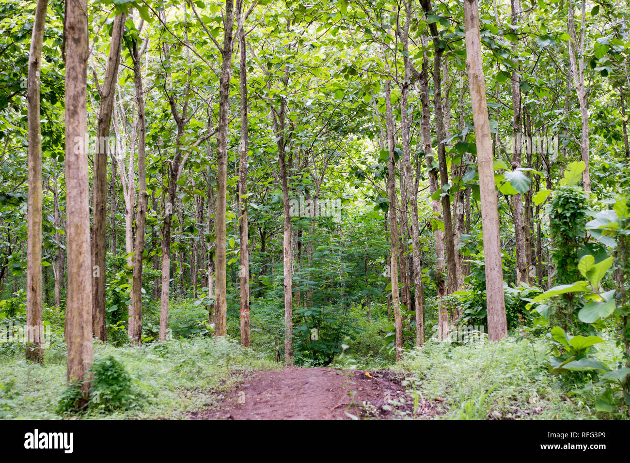 Teak is a tropical hardwood tree species placed in the flowering plant ...