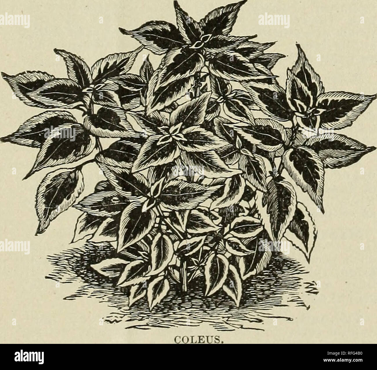 Clematis blue moon hi-res stock photography and images - Alamy