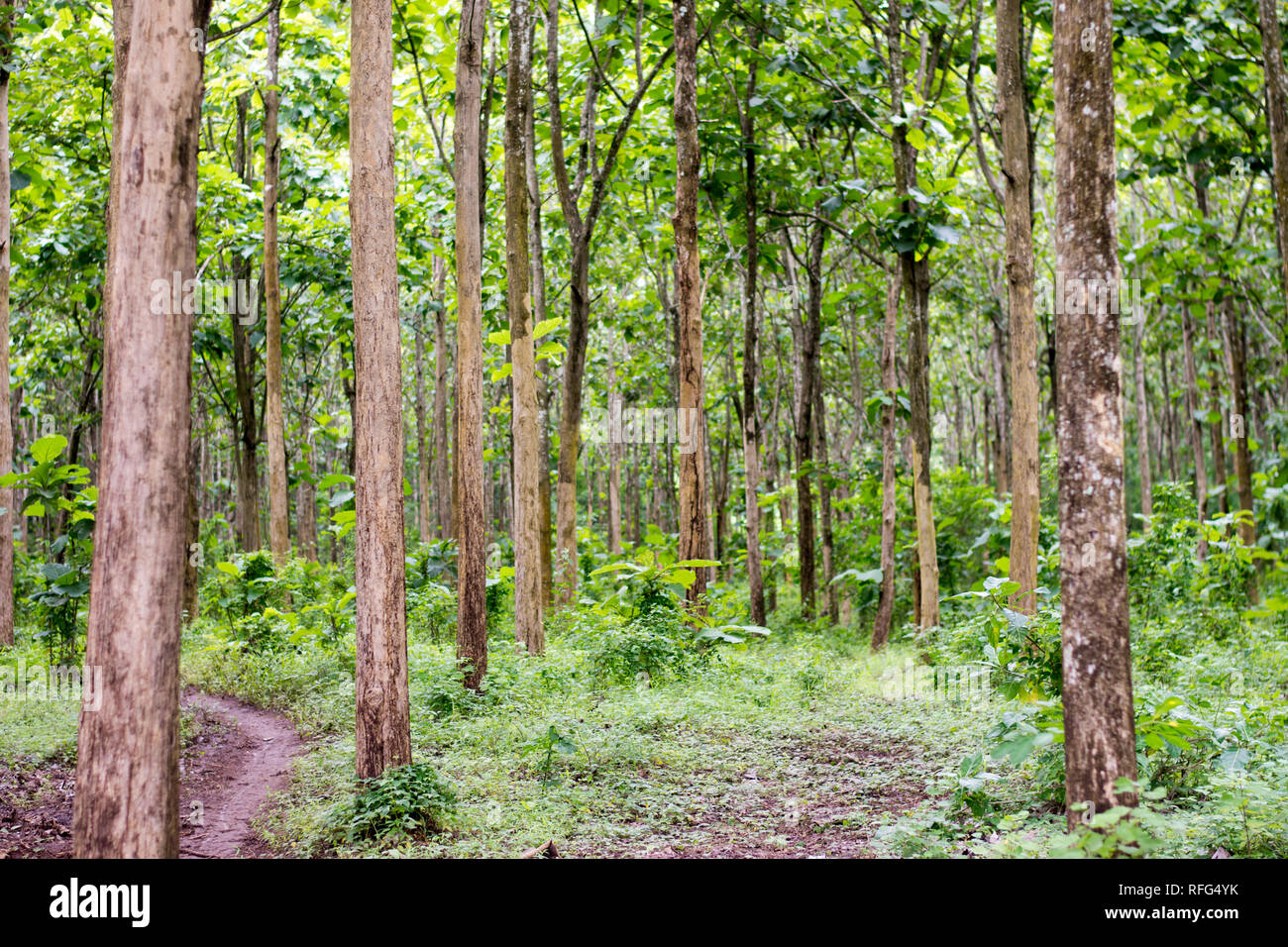 Teak is a tropical hardwood tree species placed in the flowering plant ...