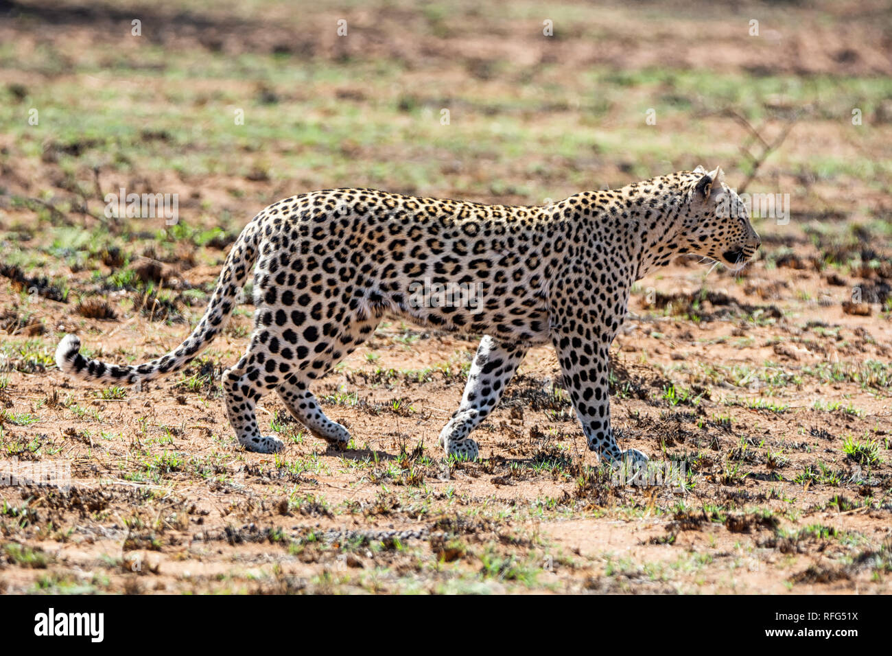 Powerful big cats hi-res stock photography and images - Alamy