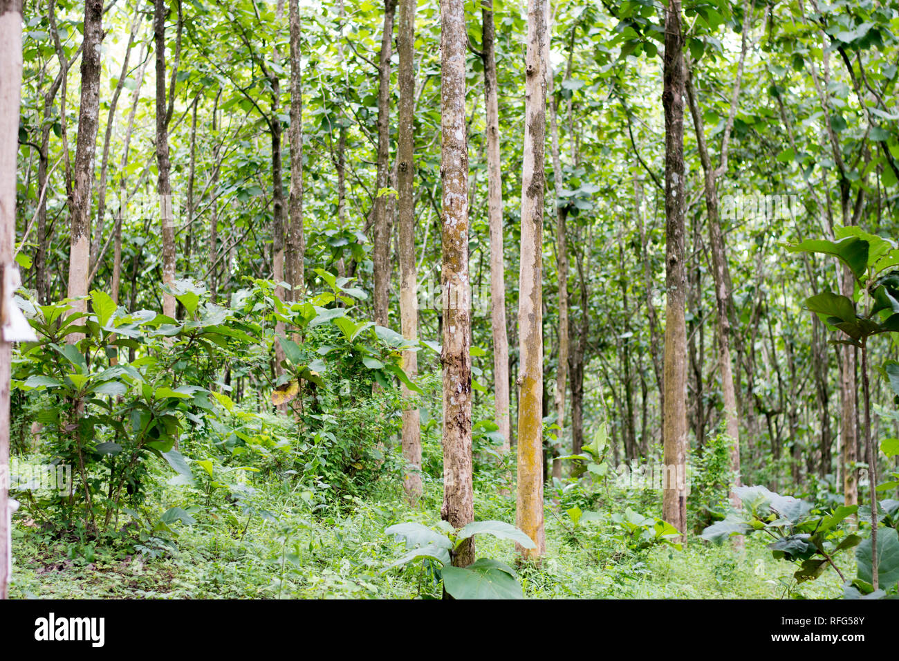 Teak is a tropical hardwood tree species placed in the flowering plant ...