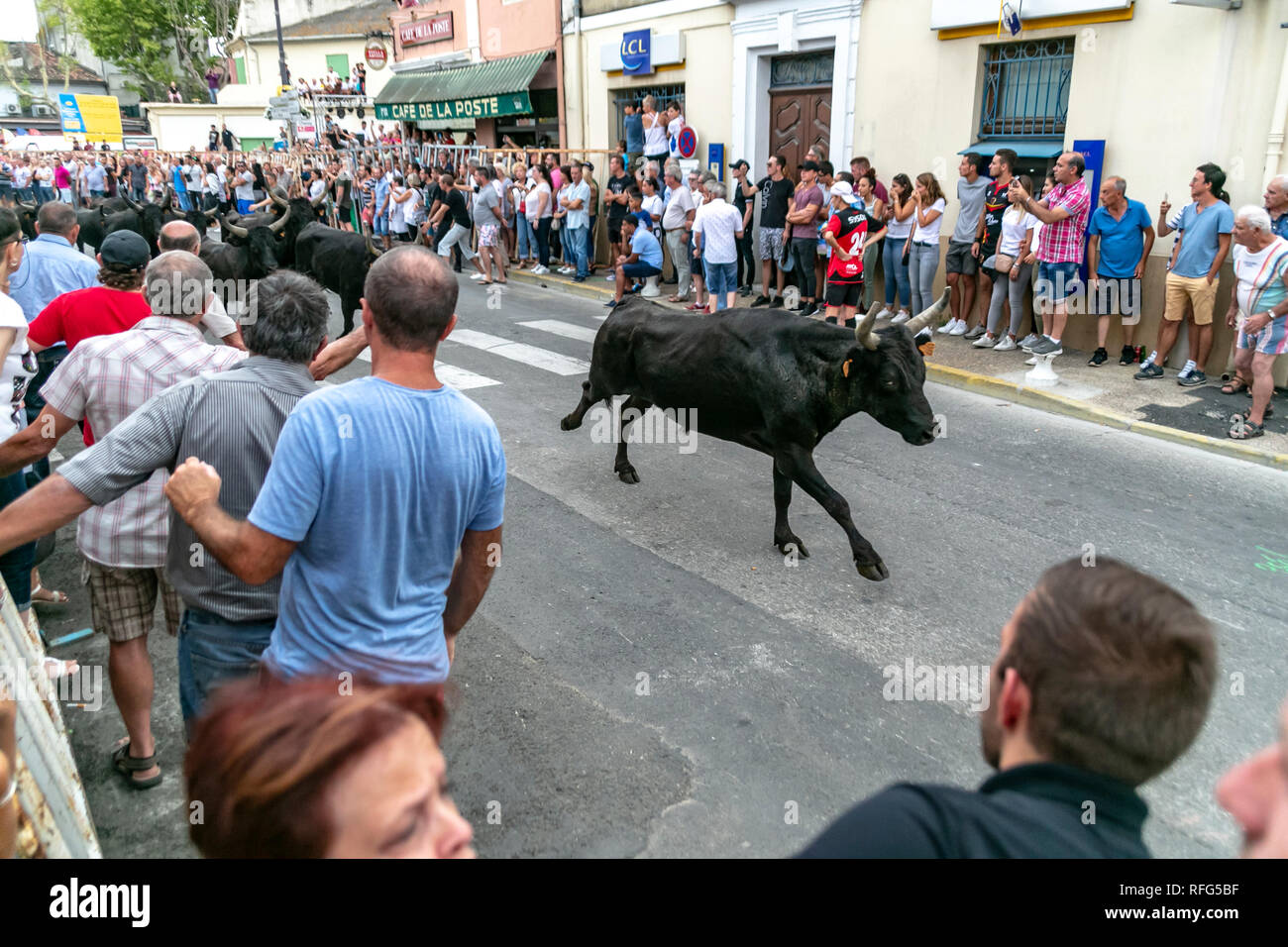 Camargue bull running along street in annual bull running fete, Saint ...