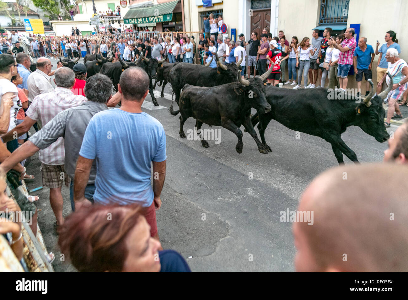 Annual bull running fete, Saint Gilles, Gard, France Stock Photo - Alamy