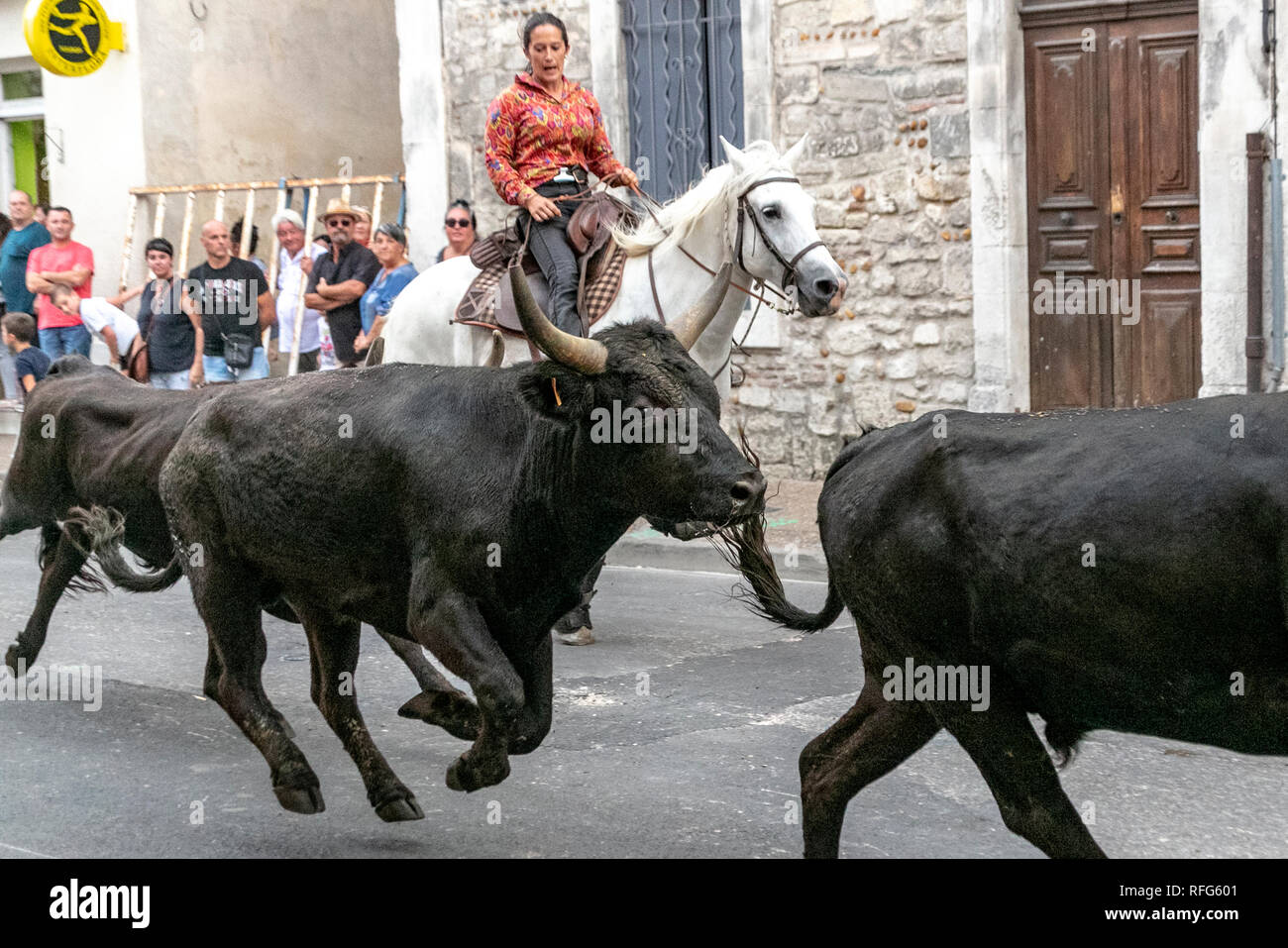 Chasing bull hi-res stock photography and images - Alamy